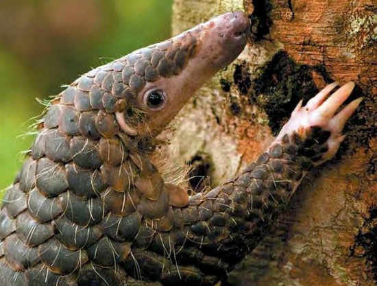 50 Unusual And Rare Animals From Around The World [Pics] | ALL PHOTOZ