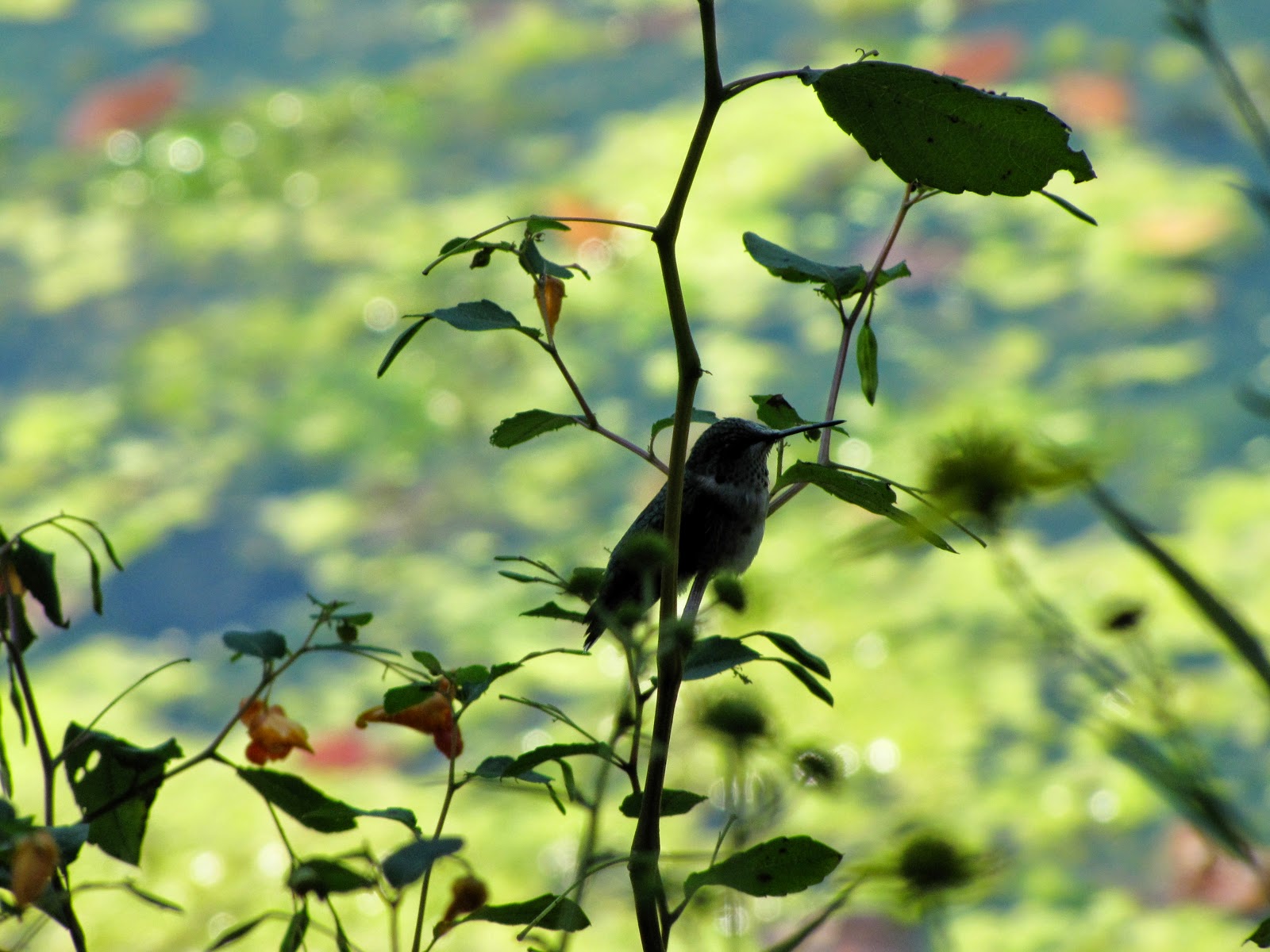 Rock Spring/Hummingbirds