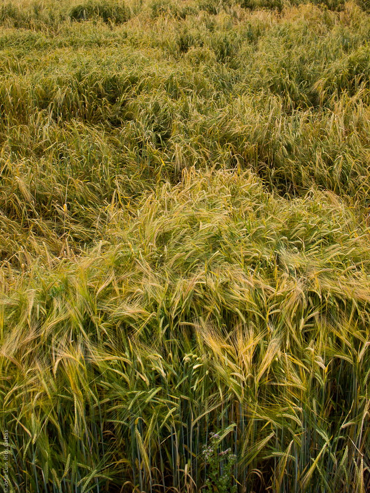 Andandos: Camino del Penchat (Binéfar)