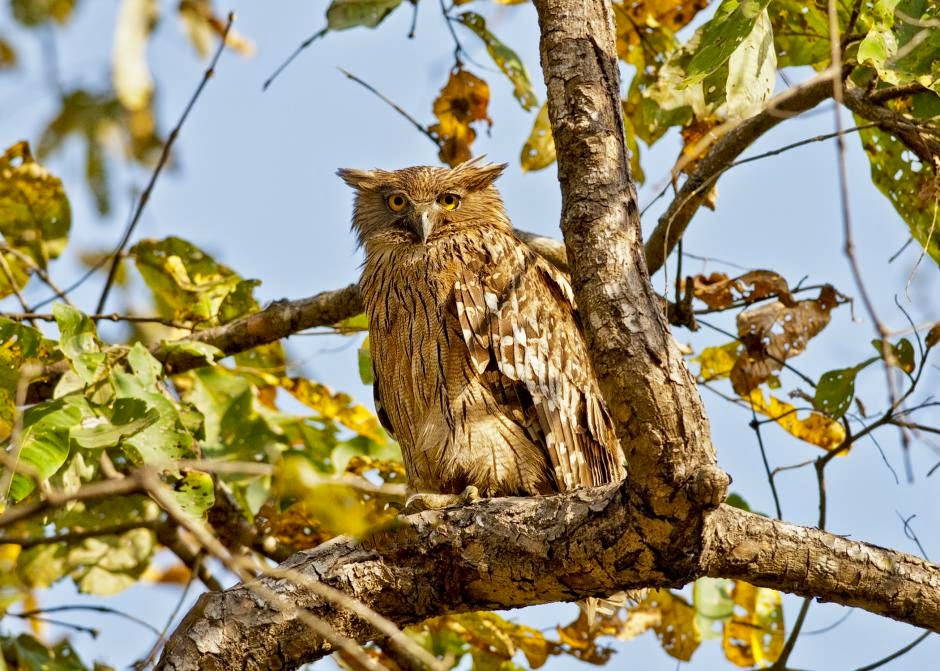 Tierra de lechuzas, búhos, mochuelos, autillos, cárabos: Búho pescador ...
