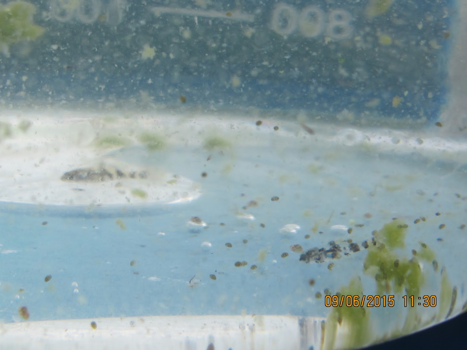 hanafiah the fish farmer: Marble Goby breeding