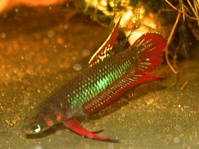 Wine Red Betta - Betta coccina ~ Nice Betta