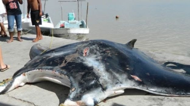 Revista Proyexión Guaymas: Capturan y matan a una mantarraya gigante de ...