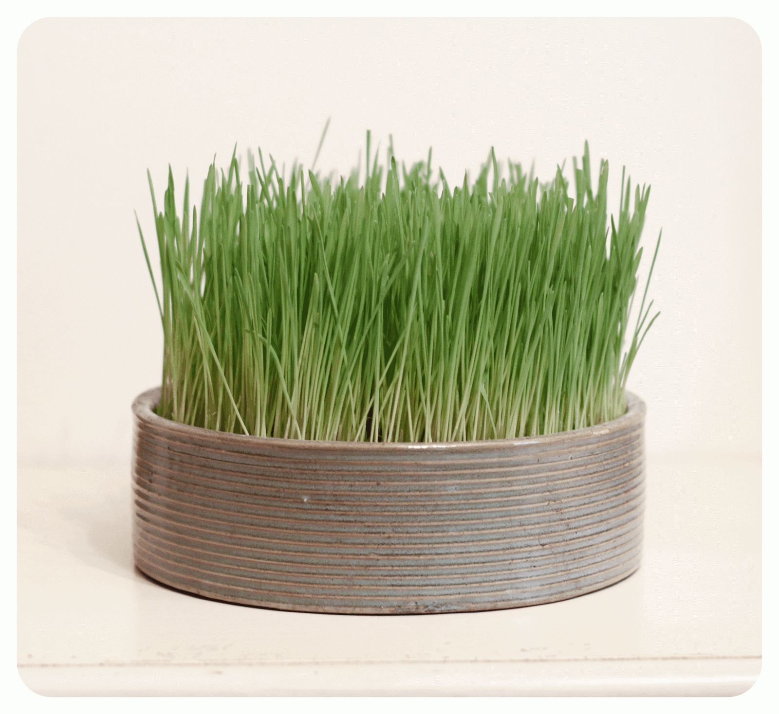 Pretty & Cozy: Grow Your Own Wheatgrass Centerpieces