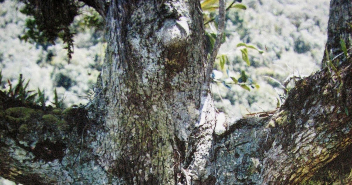 Historia detrás de los árboles: El COMINO CRESPO