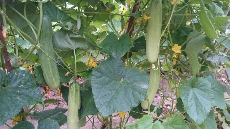 Booster Tanaman Anda!: Panduan Menanam Timun Melalui Biji Benih Dengan ...