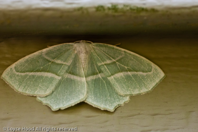 Photo of the Day: Pale Beauty Moth