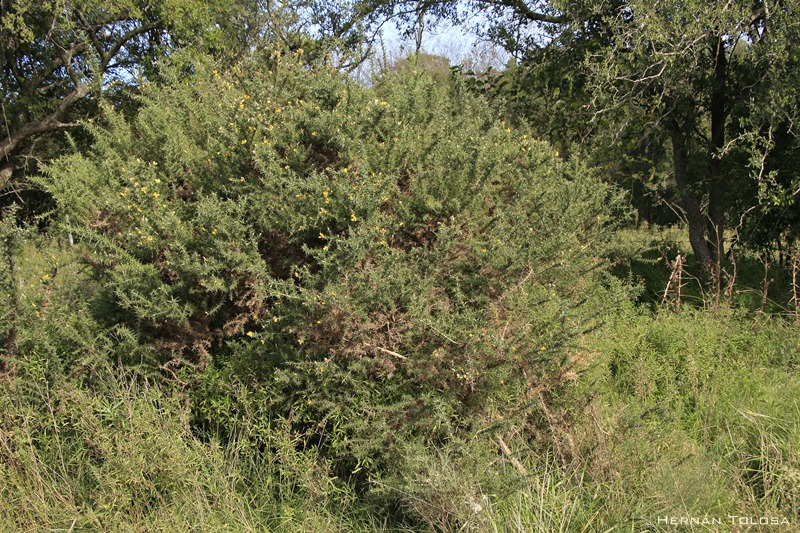 Flora Bonaerense: Tojo (Ulex europaeus)