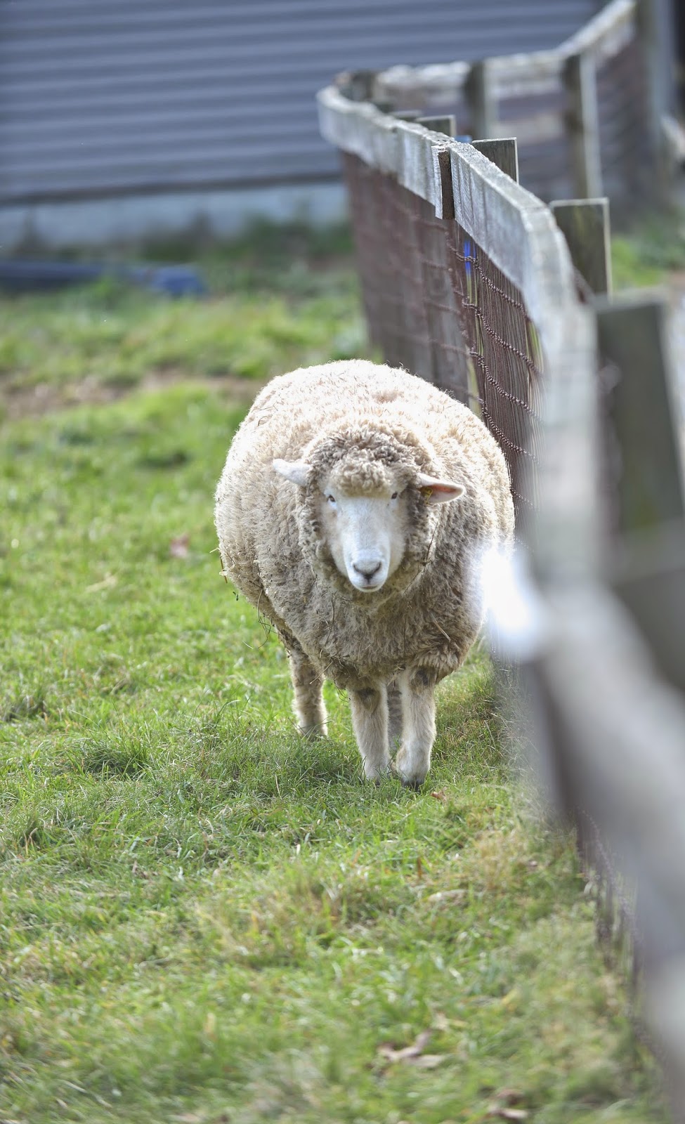 neta loves: | A DAY AT DRUMLIN FARM: