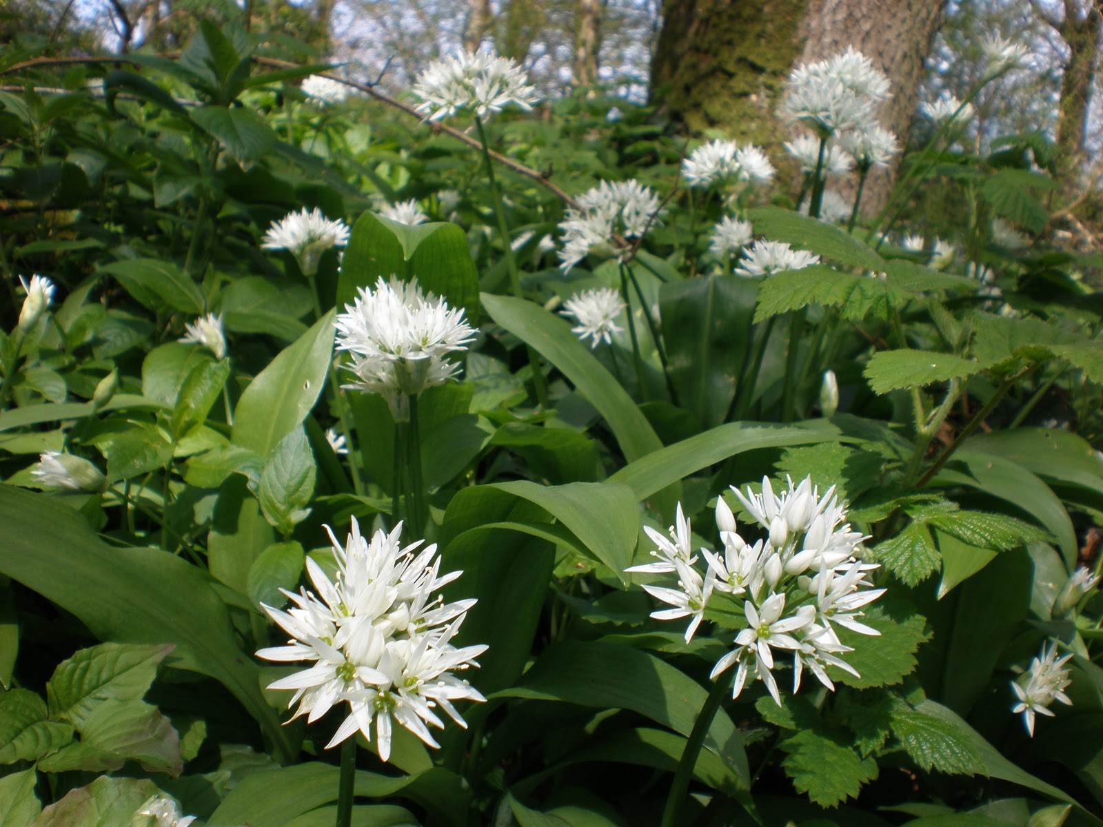 Geraldine Green Salt Road: WILD GARLIC & ROBIN - POEM FOR APRIL
