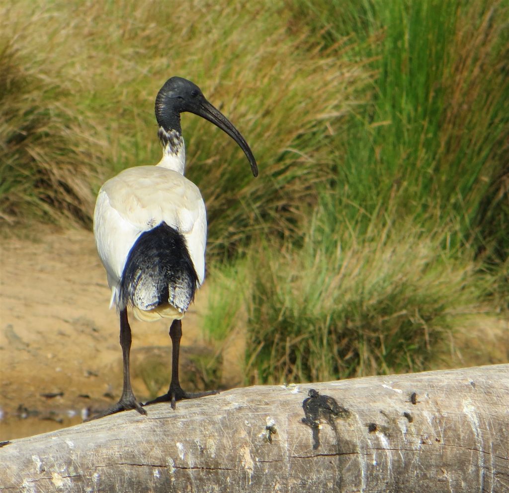 Majura birds: Australian White Ibis