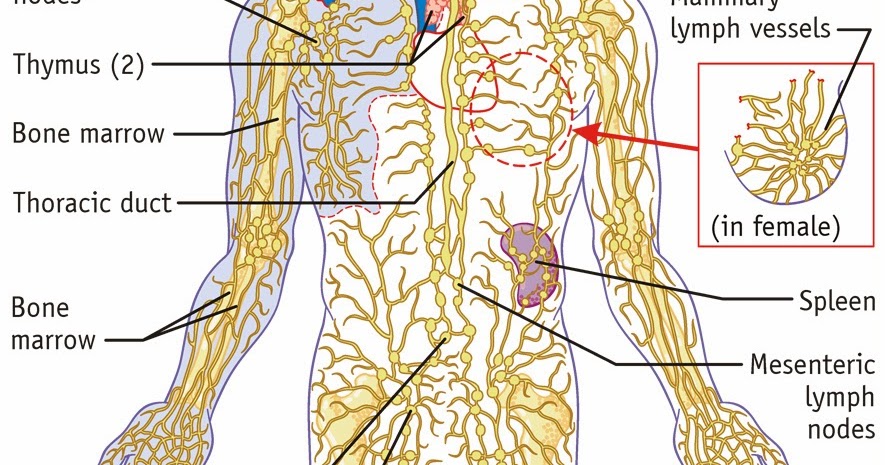 Digestive Model Labeled Lymphatic System