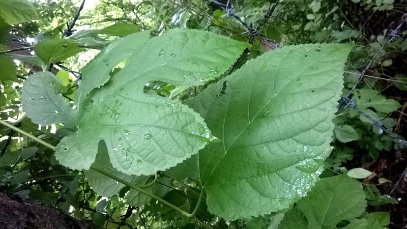 Xtremehorticulture of the Desert: What Are Polymorphic Leaves?