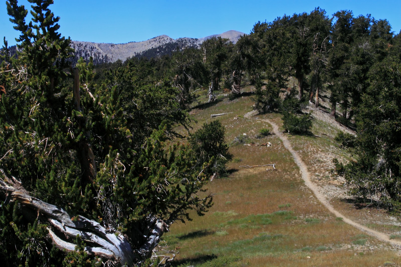 Around the Bend Friends ®: Griffith Peak via South Loop - 6/19/12