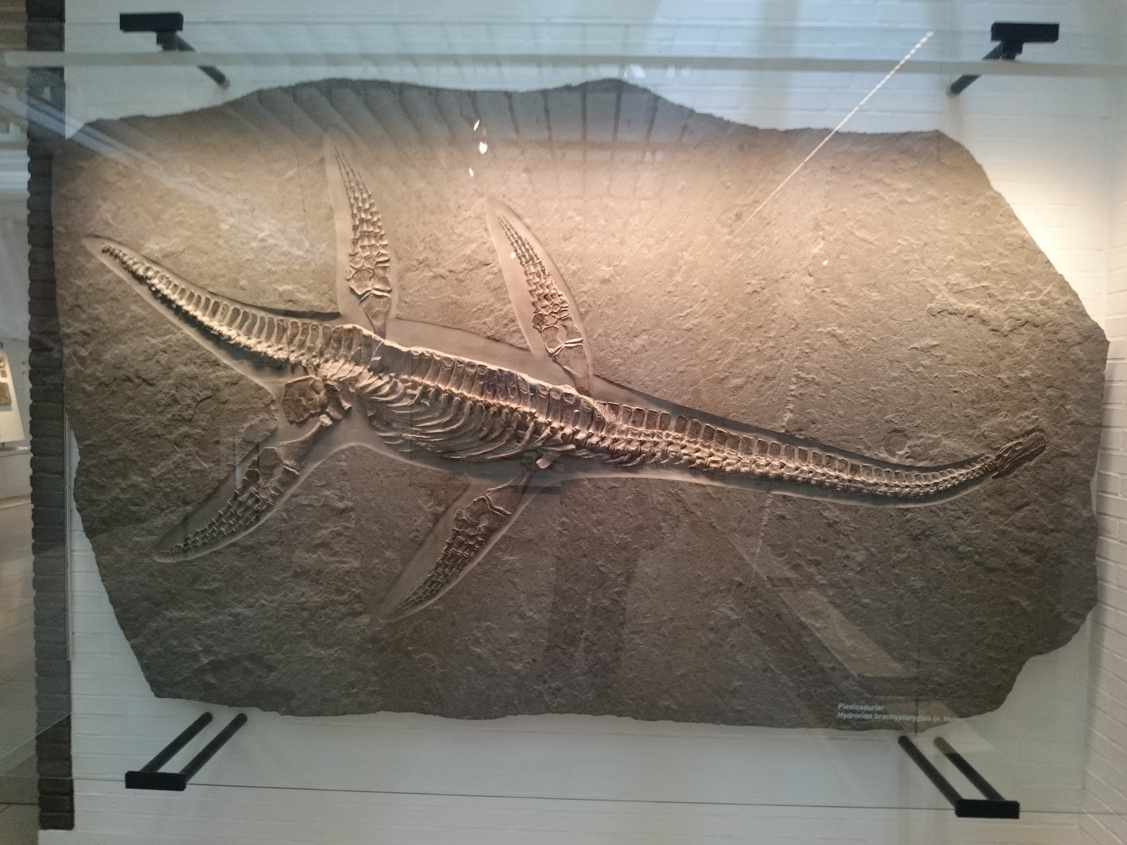 Finding Fossils...: Hauff Museum