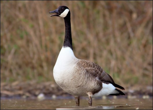 Animals Unique: Canadian Geese