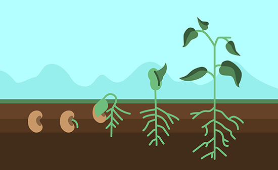 Pertumbuhan Dan Perkembangan Tumbuhan - Kantong Ilmu