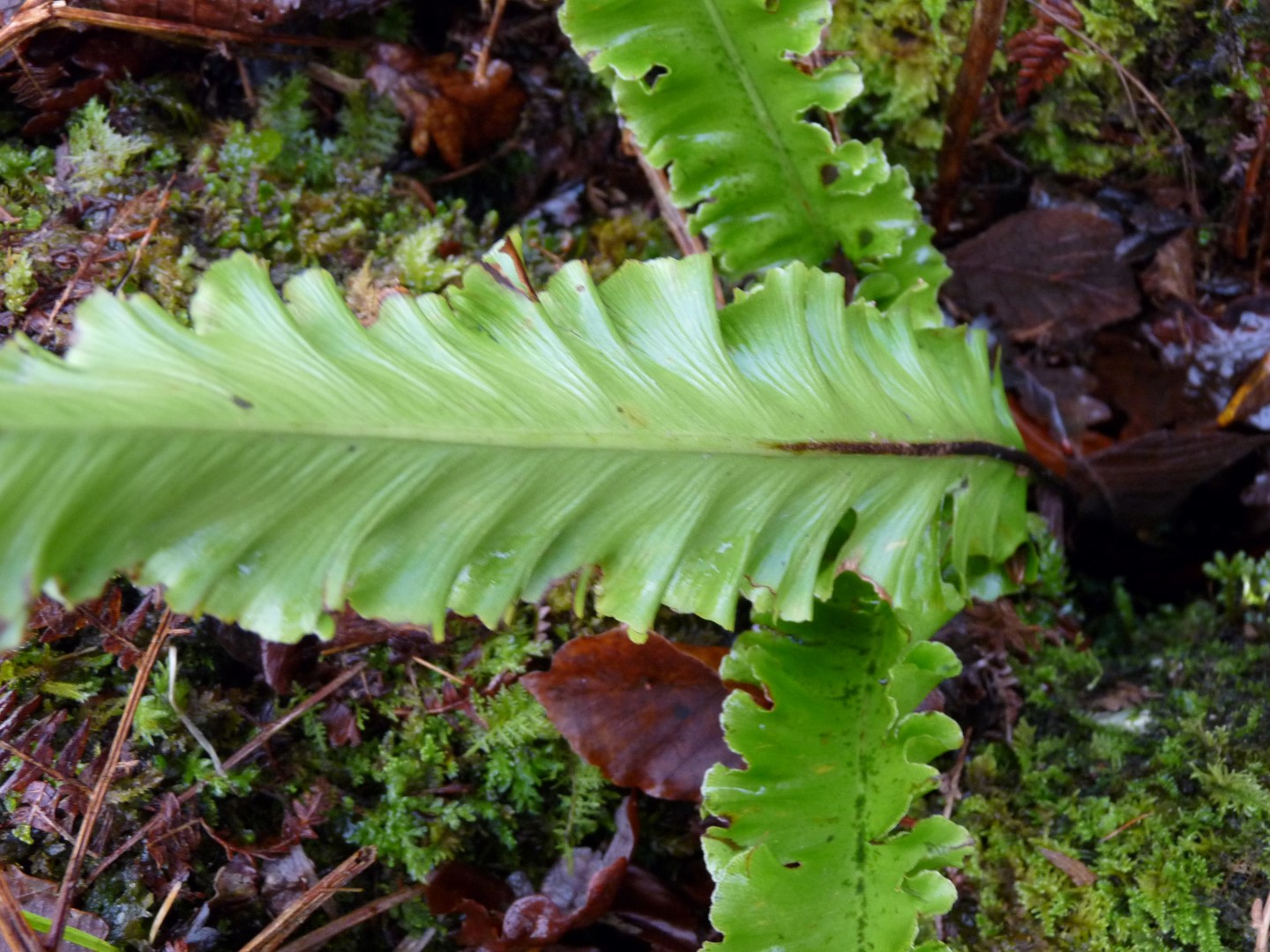 Hutton Roof's Special Ferns and More: Asplenium scolopendrium (Harts ...