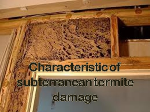 National Committee on Urban Pest Control Training Institute: TERMITE ...