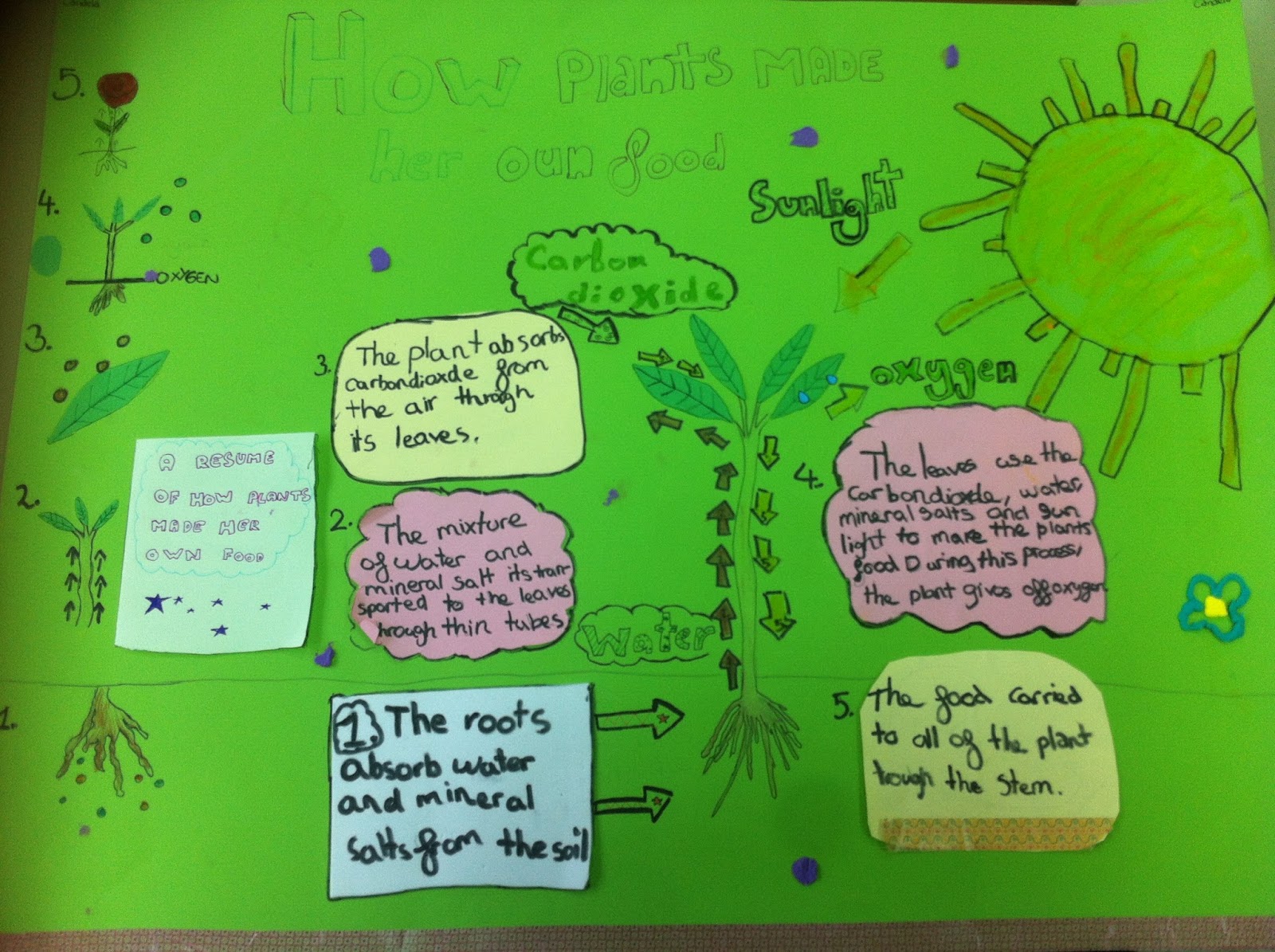 Some of the Projects Class 4 How plants make their own food