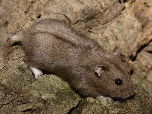 My Hammies World: Campbell's Russian Hamster Colors, Patterns And Coats