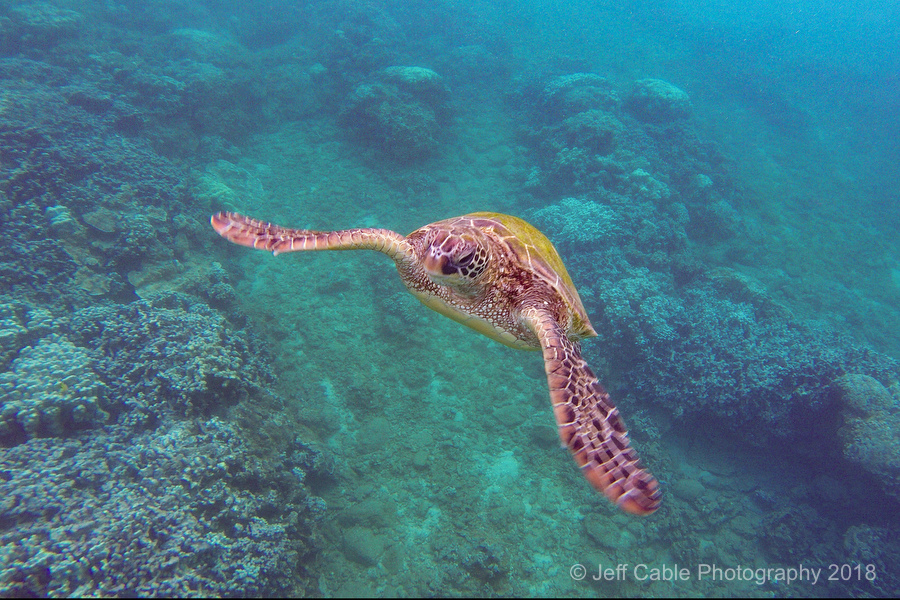 Jeff Cable's Blog: Swimming with the Green Sea Turtles in Maui (Photos ...