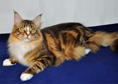 Tips Merawat Kucing Maine Coon | Kucing Mania