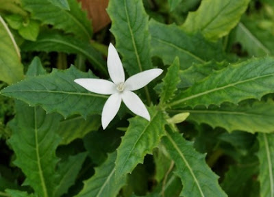 6 Khasiat Bunga Kitolod Untuk Kesehatan Mata | Khasiat