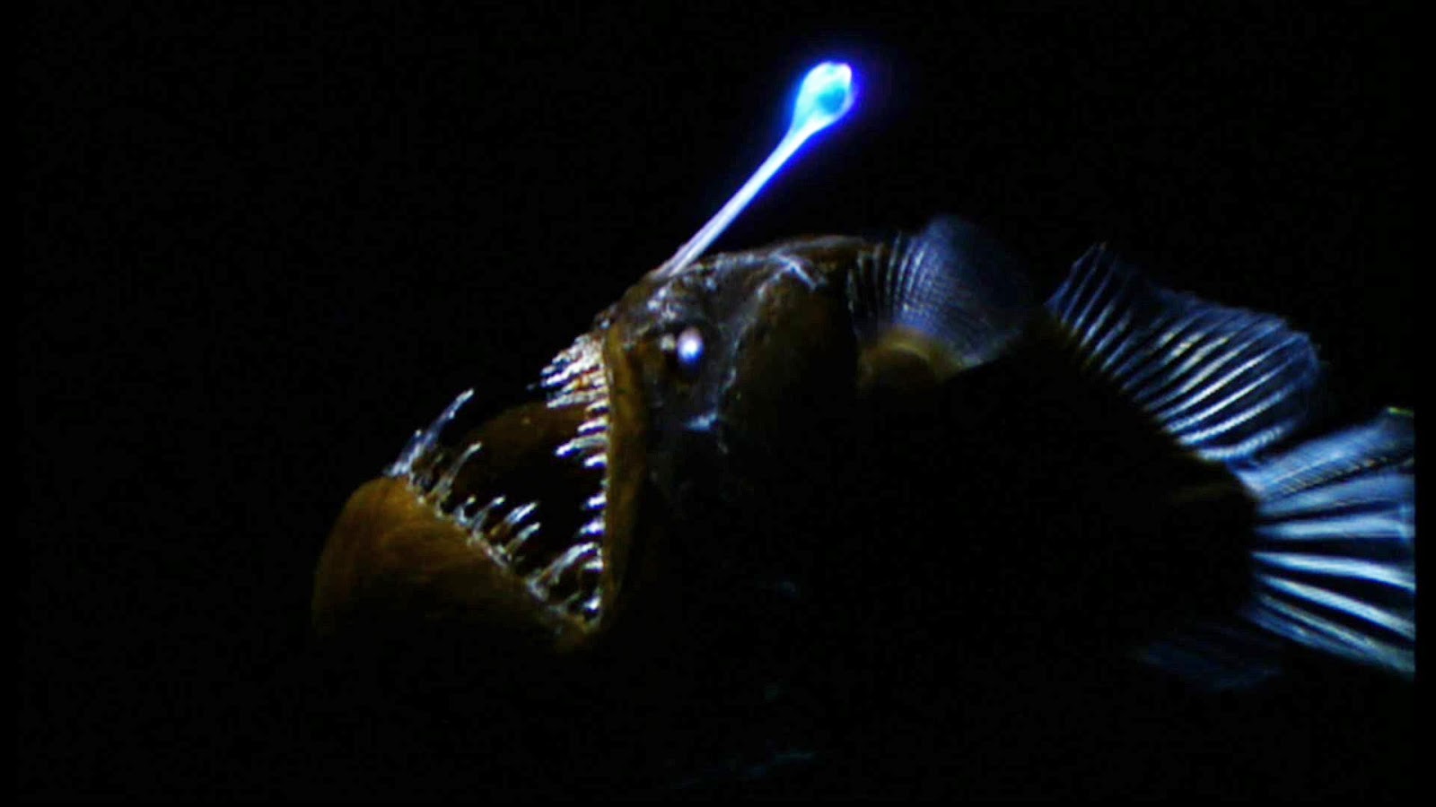 Watch: Weird Black Seadevil Anglerfish Caught On Video - Finding Nemo's ...