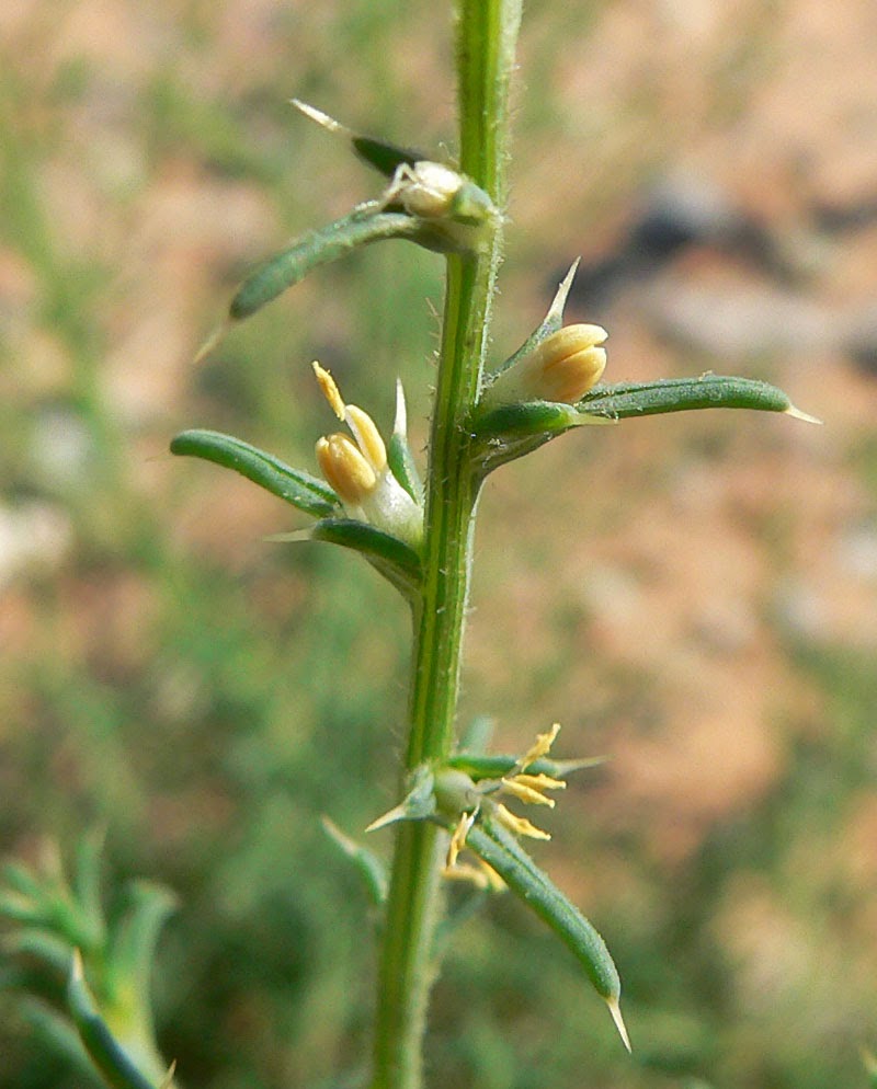 In the Company of Plants and Rocks: Urban Tumbleweeds -- free & hardly ...