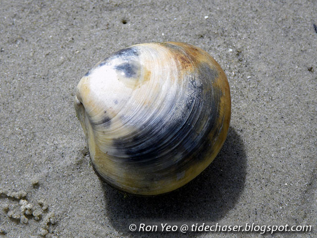 tHE tiDE cHAsER: Heterodont Bivalves (Phylum Mollusca: Subclass ...