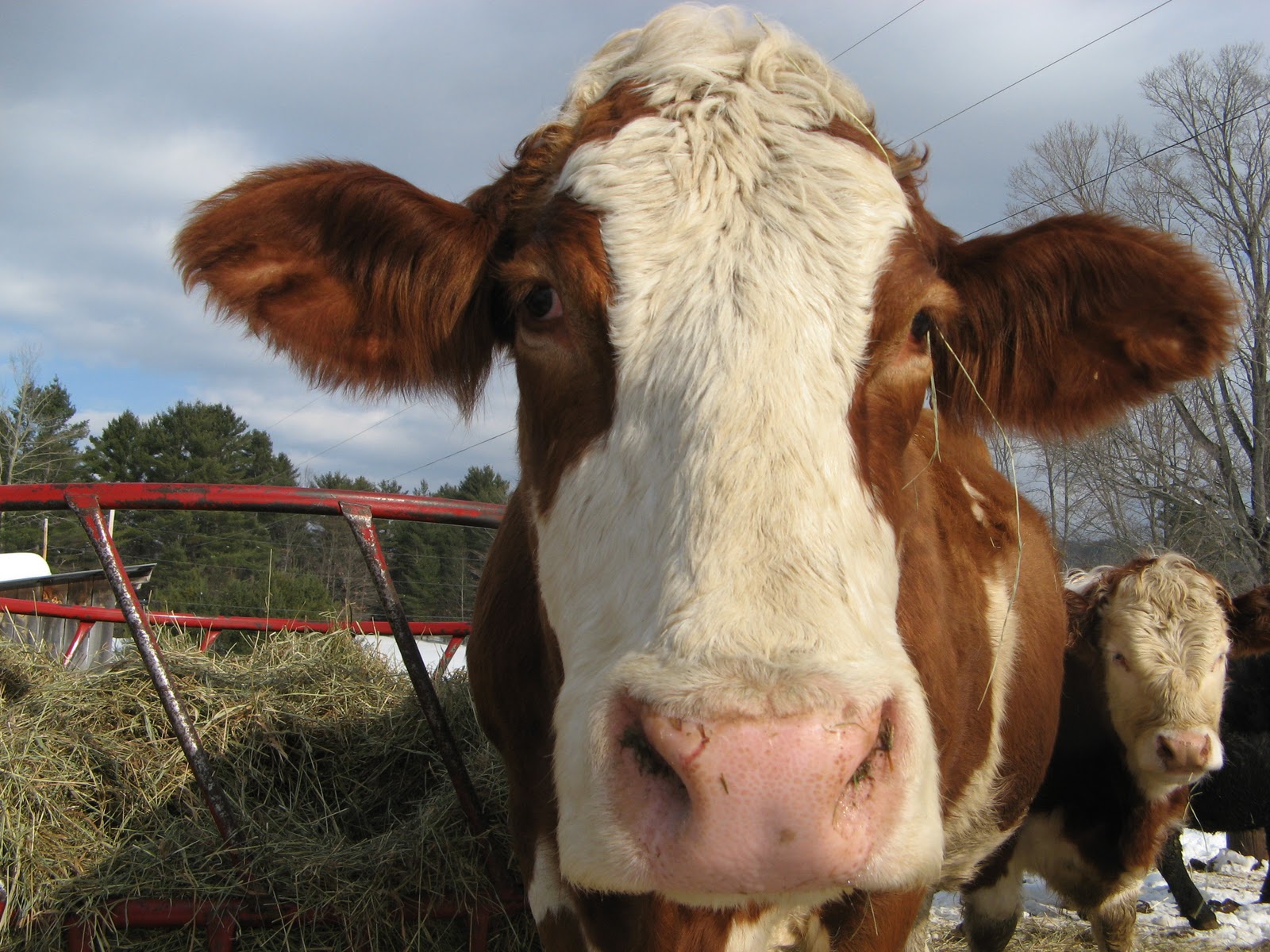 Animal Instinct: Cold Cow Noses