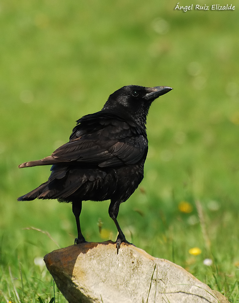 Aves de la Ría de Ajo: Entre Milanos y Alimoches...