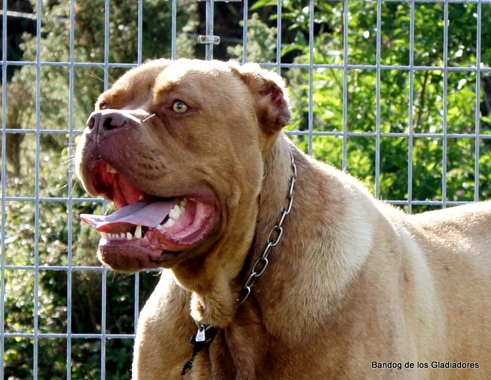 ESTANDAR DEL BANDOG