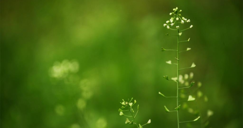 3D dark green PPT background