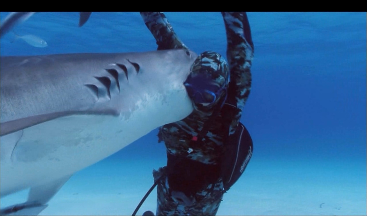 One Fact I Didn't Know Yesterday: Shark Attack!