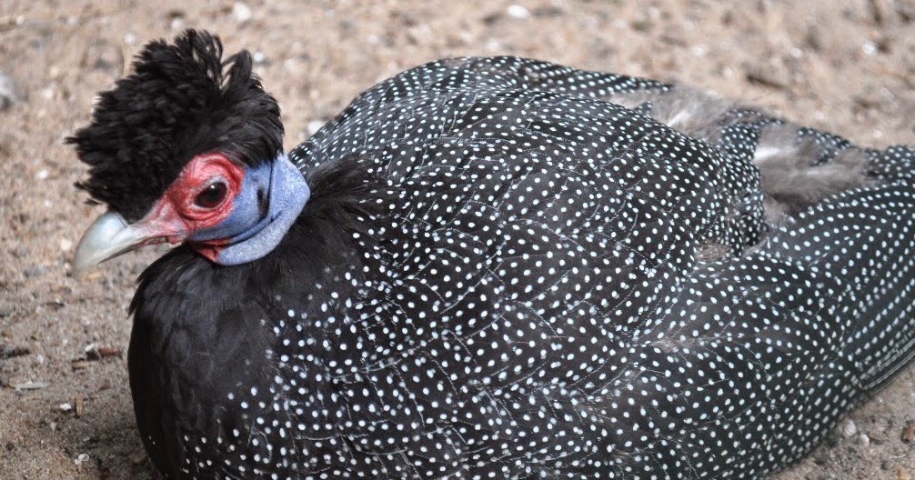 ZOOTOGRAFIANDO (6.100 ANIMALS): PINTADA CRESTADA / CRESTED GUINEAFOWL ...