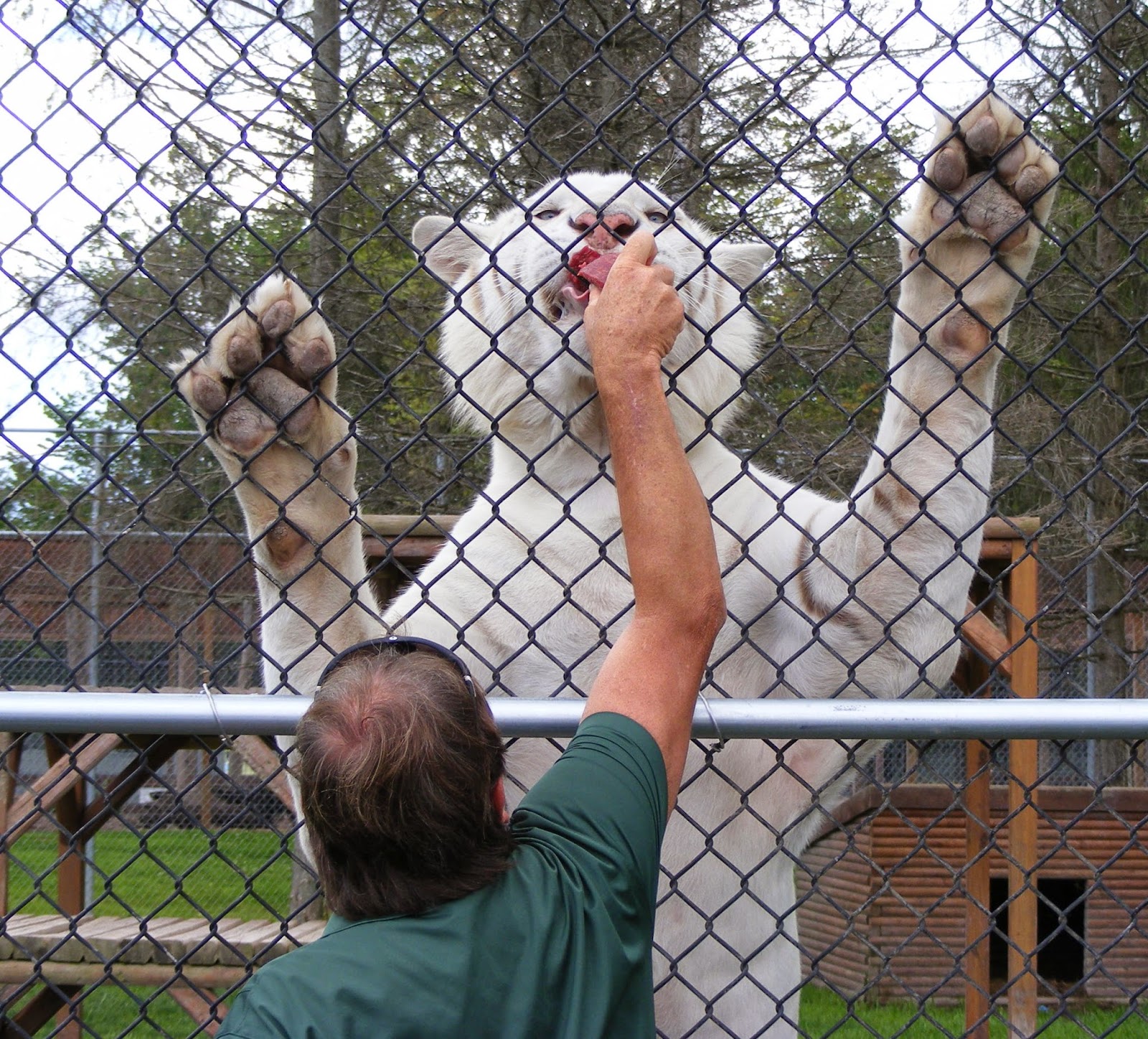 Ten kids and a Dog: A Trip to The Wild Animal Experience