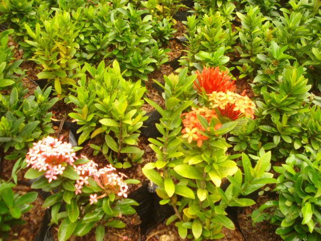 JENIS TANAMAN HIAS - roempoen bamboe landscape