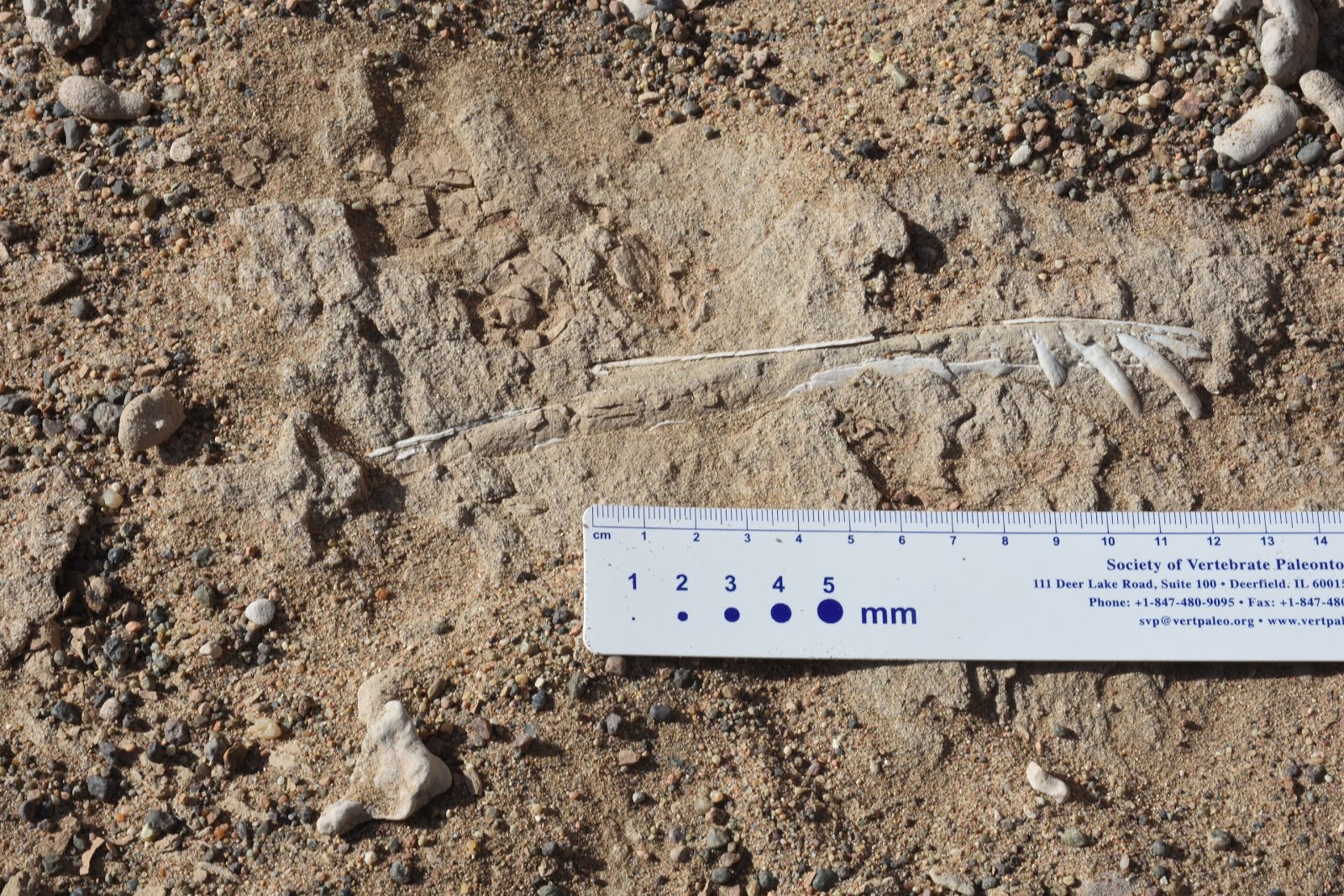 Species New to Science: [Paleontology • 2017] Hamipterus tianshanensis ...