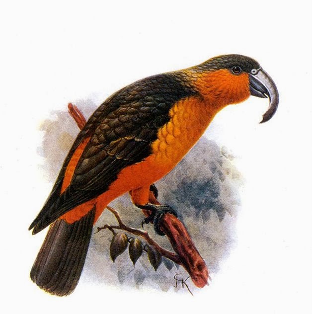 animales extintos: AVES EXTINTAS.