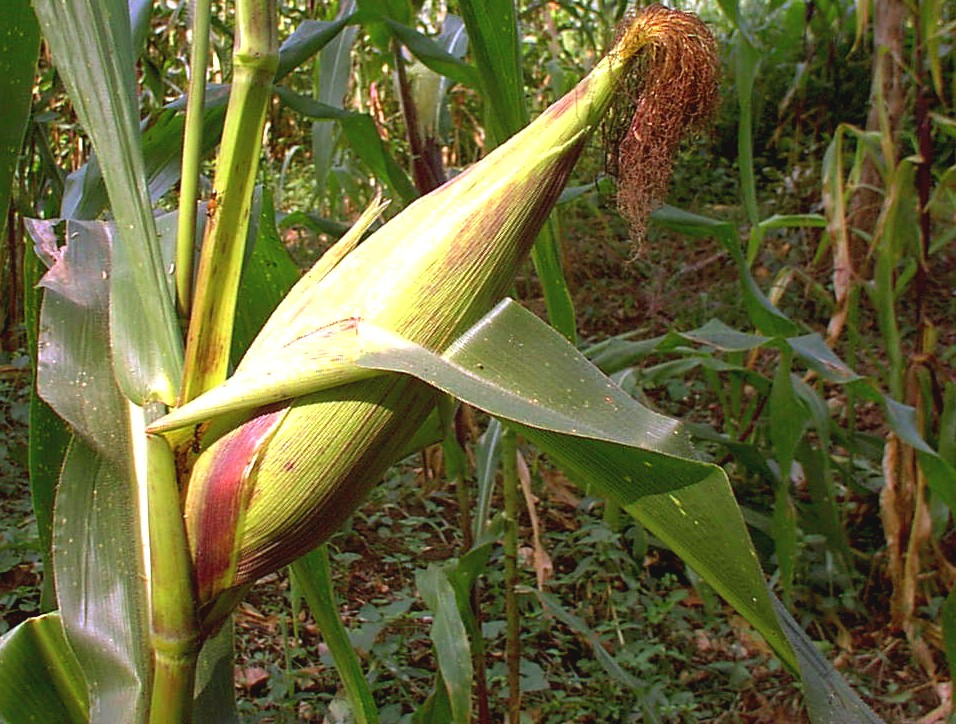 A origem do milho e a espiritualidade | Aprova Já