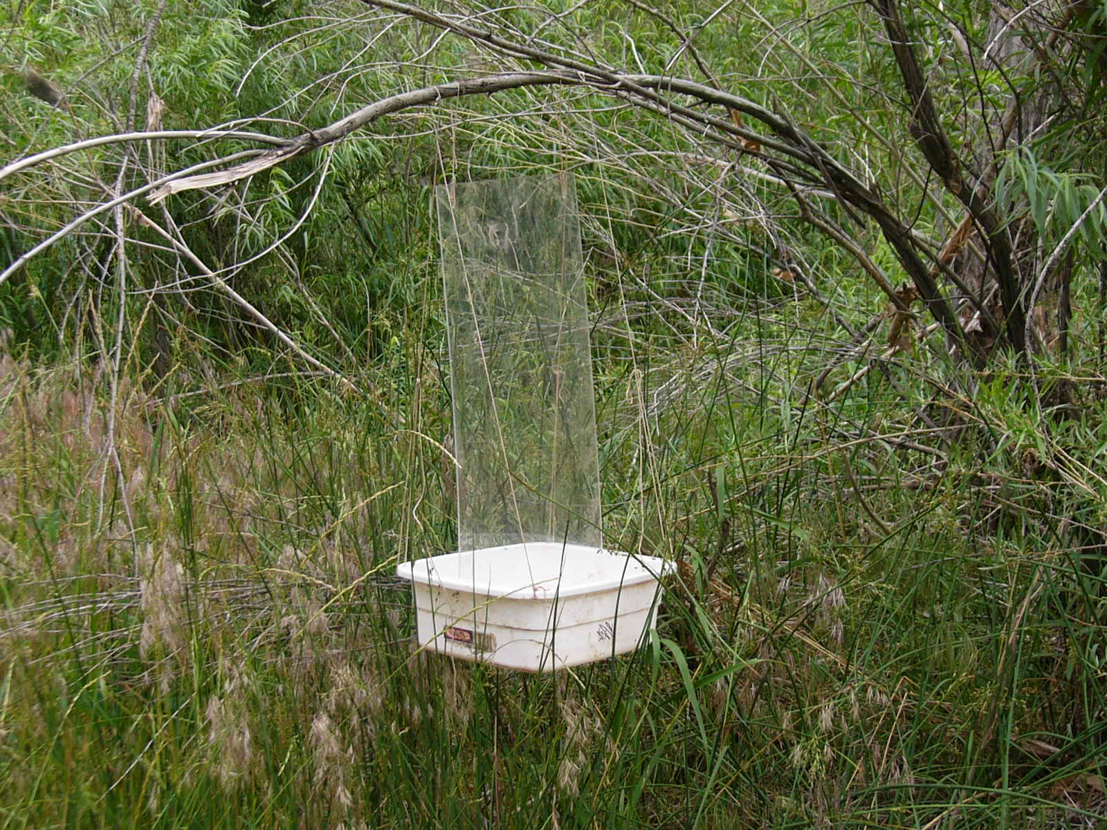 Journals of an Amateur Naturalist: Canyonland Creek Ecology
