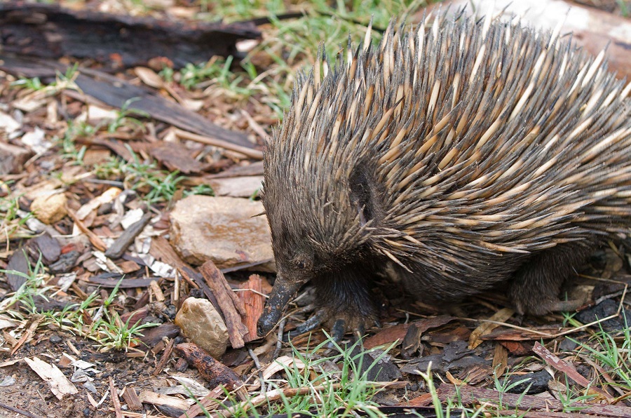 TVL: ANIMAL DA SEMANA - Equidna