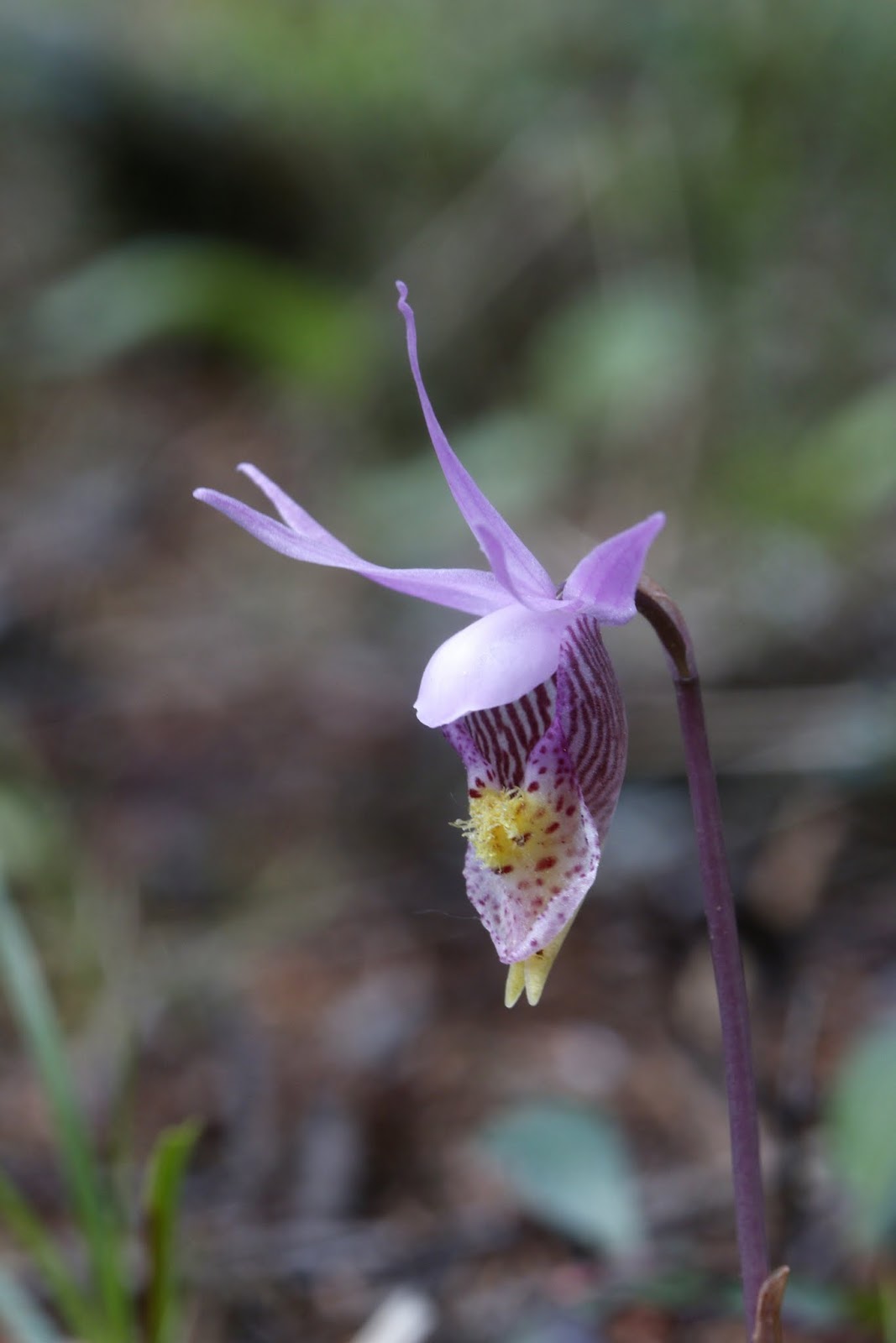 Native Orchids of the Pacific Northwest and the Canadian Rockies (and ...