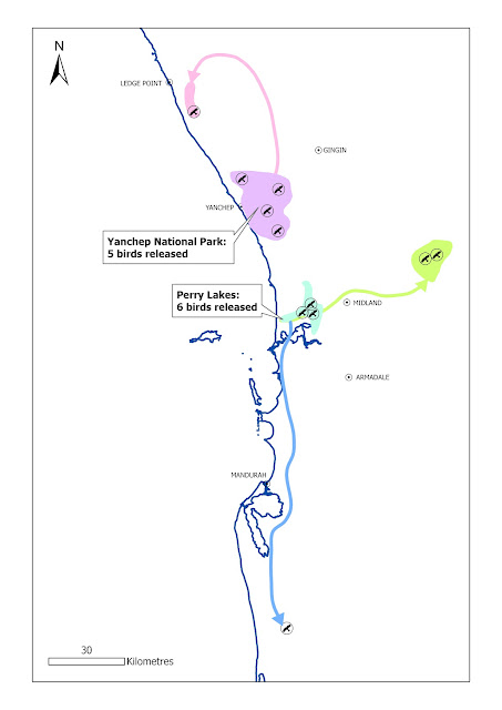 Researching Carnaby's Cockatoo: Map of movements