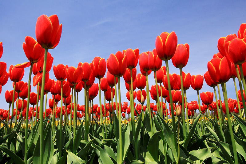 keanpoh Photographer: Tulips in Japan