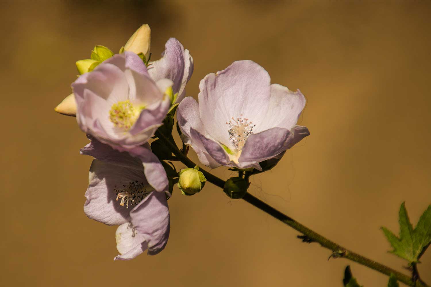 Wasatch Wildflowers: Wild Hollyhock (Iliamna rivularis)