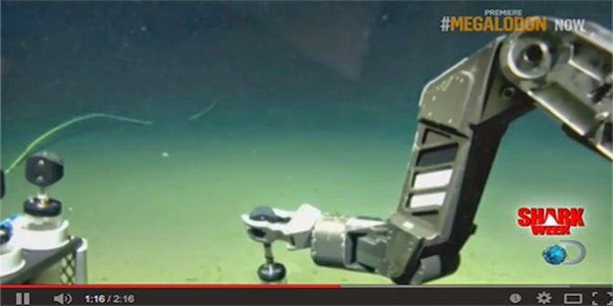 MEREKOO: VIDEO: penampakan hiu super-raksasa Megalodon