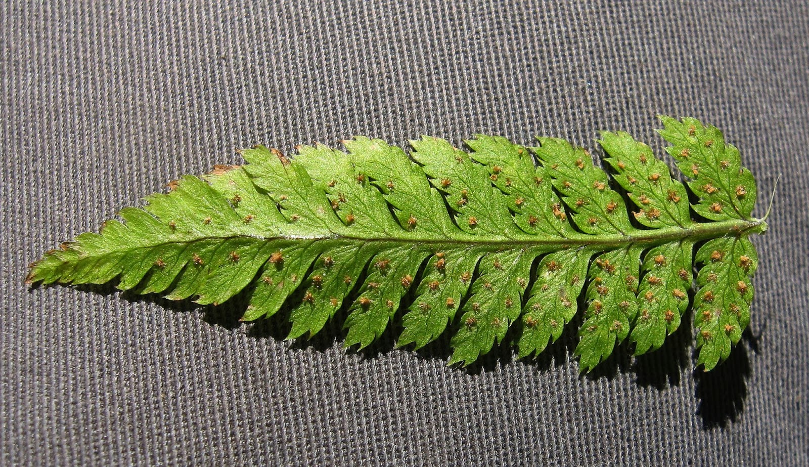 Tangled Web: The Ferns of the East